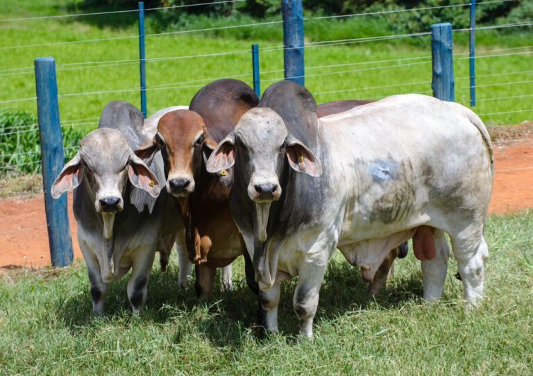 Raça Brahman terá mostra e aula prática na Feicorte