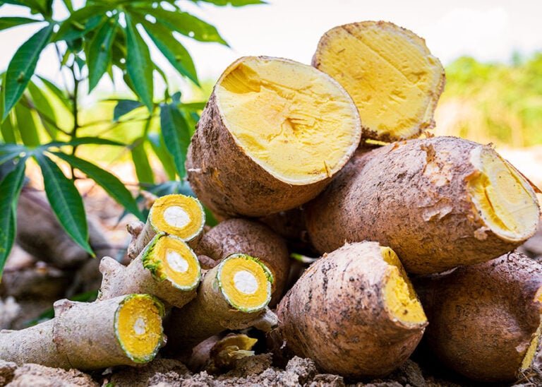 FIMAN 2025: Feira Internacional da Mandioca projeta R$ 250 milhões em ...